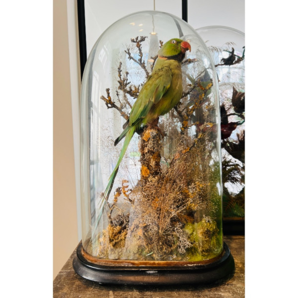 Museum display with parrot - Sophistic